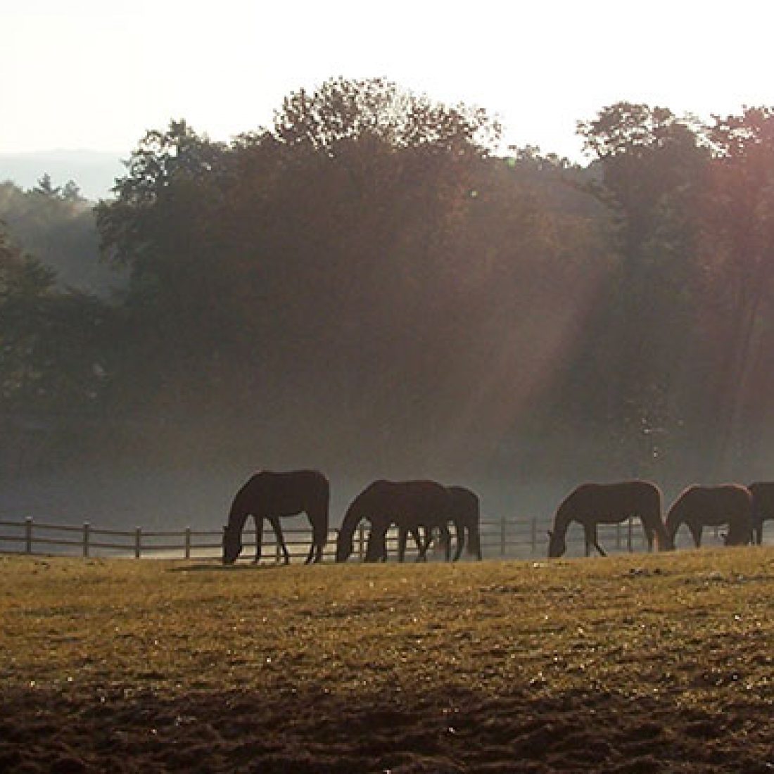Warum buckeln Pferde? Was tun, wenn mein Pferd bockt? - AKA | Andrea ...